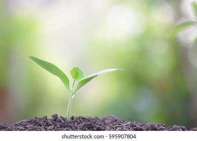 Growing Tree Stock Photo 595907804 | Shutterstock