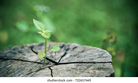 Growing Tree Stock Photo 732657445 | Shutterstock
