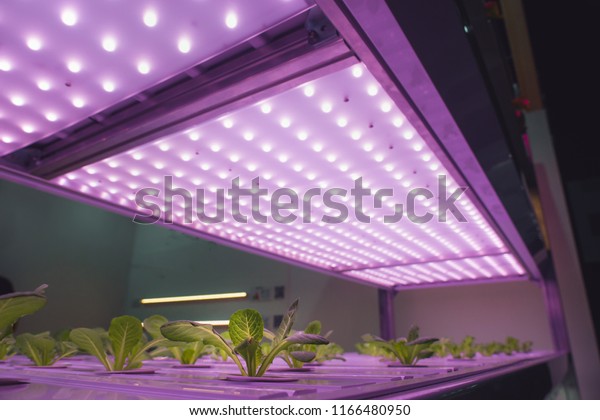 Growing Vegetables Using Led Lightgrow Vegetables Stock Photo ...