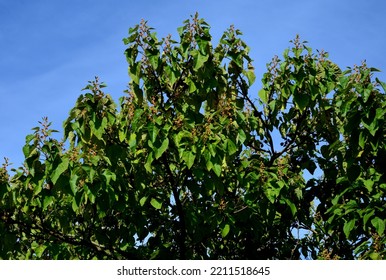 7,992 Conspicuous Images, Stock Photos & Vectors | Shutterstock