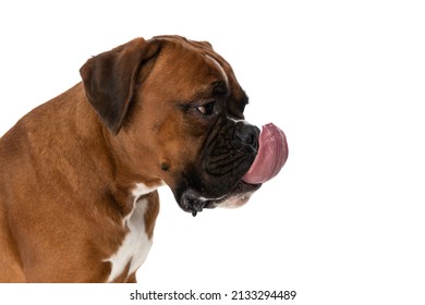 Grumpy Boxer Dog Looking Side Licking Stock Photo 2133294489 | Shutterstock