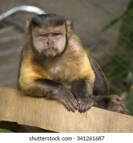 282 Grumpy monkey Images, Stock Photos & Vectors | Shutterstock