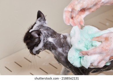 Grumpy Cat Being Washed Bathroom By Stock Photo 2188562131 | Shutterstock