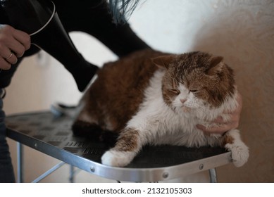 491 Disheveled cat Images, Stock Photos & Vectors | Shutterstock
