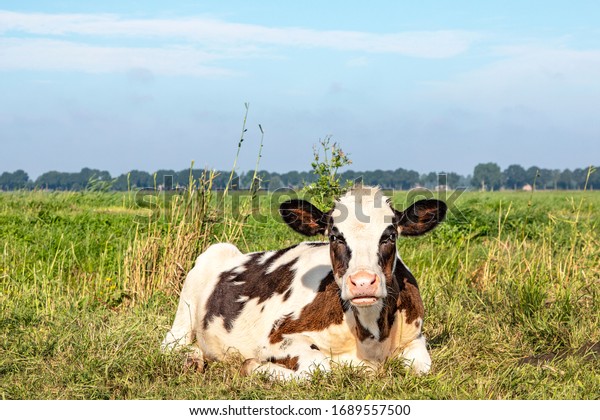 Grumpy Cow Lying Down Field Brown Stock Photo (Edit Now) 1689557500