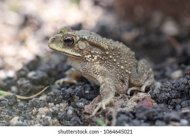 228 imágenes de Grumpy frog - Imágenes, fotos y vectores de stock ...