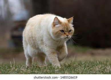 Grumpy Ginger Cat Walking On Short Stock Photo (Edit Now) 1485526619