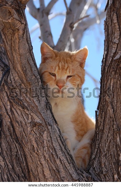 Grumpy Older Tomcat Sitting Tree Stock Photo 445988887 | Shutterstock