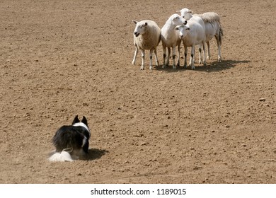 171 Dog Chasing Sheep Images, Stock Photos & Vectors | Shutterstock