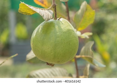 21 Small size guava fruit Images, Stock Photos & Vectors | Shutterstock