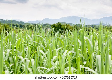 Guinea Grass Stock Photo 167823719 | Shutterstock