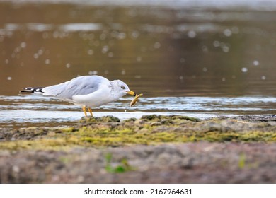 Gull fish Images, Stock Photos & Vectors | Shutterstock