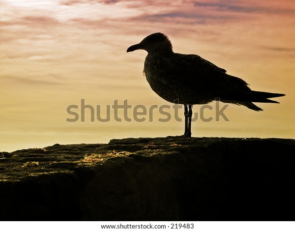 Gull Sunset Stock Photo (Edit Now) 219483