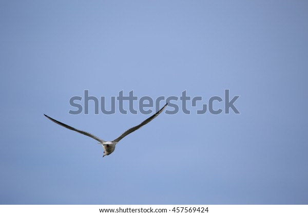 Gulls Attack 3 Stock Photo 457569424 | Shutterstock