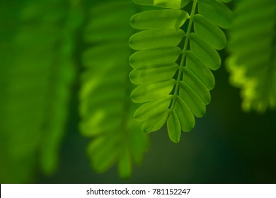 Gulmohar Tree Leaves Pattern Background Stock Photo 781152247 ...