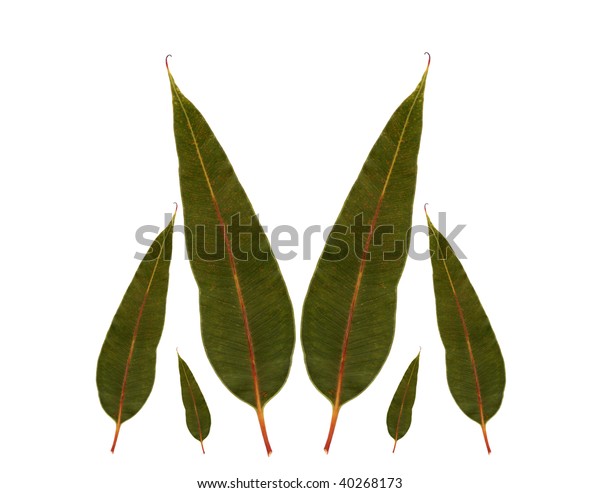 Gum Leaf Border Eucalyptus Phytocarpa Summer Stock Photo 40268173 ...