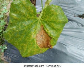 Gummy Stem Blight Causal Agent Didymella Stock Photo 1396516751 ...