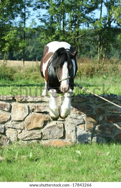Gypsy Vanner Jumping Stock Photo (Edit Now) 17843266