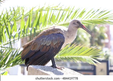 1 Planetbirds Images, Stock Photos & Vectors | Shutterstock