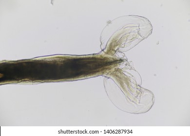Haemonchus Contortus Under Microscope Stock Photo 1406287934 | Shutterstock
