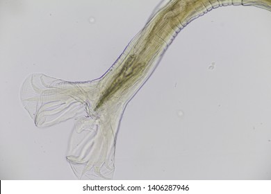 Haemonchus Contortus Under Microscope Stock Photo (Edit Now) 1406287946