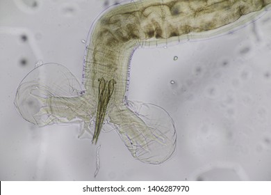 Haemonchus Contortus Under Microscope Stock Photo 1406287976 | Shutterstock