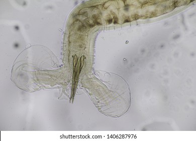 33 Haemonchus Images, Stock Photos & Vectors | Shutterstock