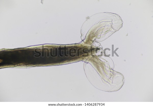 Haemonchus Contortus Under Microscope Stock Photo 1406287934 | Shutterstock