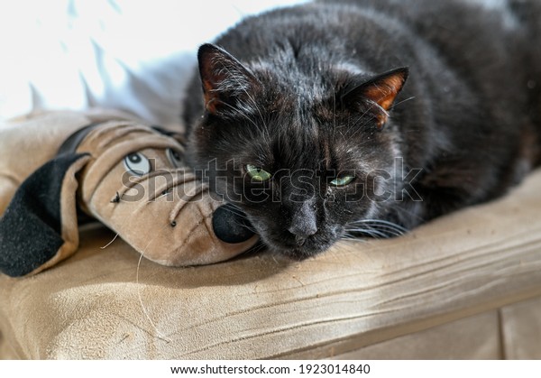 Half Asleep Cat Using Stuffed Dog Stock Photo 1923014840 | Shutterstock
