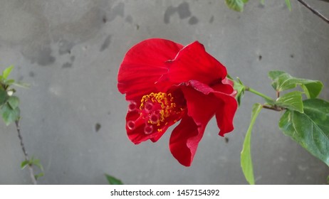 10,690 Five Petal Red Flower Images, Stock Photos & Vectors | Shutterstock