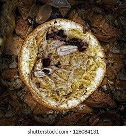 68 Half decomposed leaf Images, Stock Photos & Vectors | Shutterstock