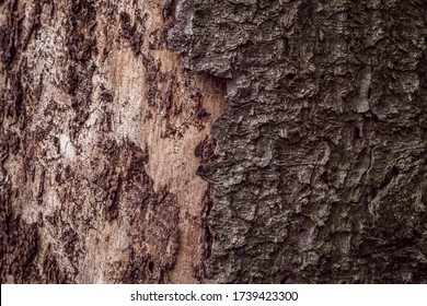 Half Tree Trunk Without Bark Stock Photo 1739423300 | Shutterstock