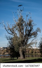 130 Half dead bird Images, Stock Photos & Vectors | Shutterstock