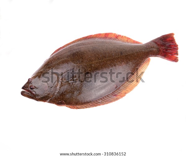 Halibut Isolated On White Background Stock Photo (Edit Now) 310836152