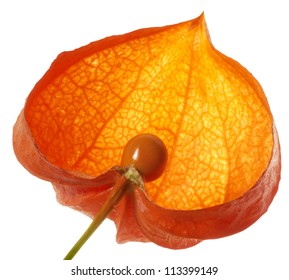1,823 imágenes de Bladder cherry - Imágenes, fotos y vectores de stock ...