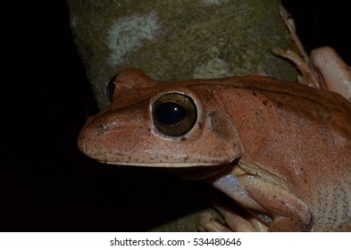 Hammer Tree Frog Stock Photo 534480646 | Shutterstock