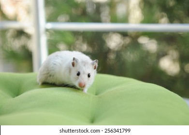 Closeup Tiny Hamster Lying On Big Stock Photo (Edit Now) 1020182479