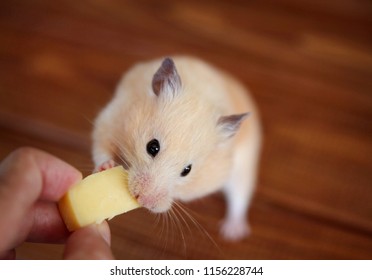 492 Hamster eat cheese Images, Stock Photos & Vectors | Shutterstock