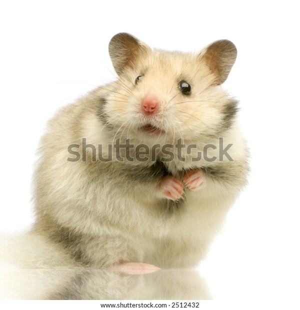 Hamster in front of a white background