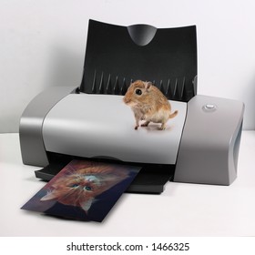 405 Cat printer Images, Stock Photos & Vectors | Shutterstock