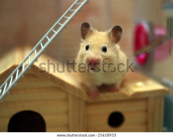 Hamster Poses Front Camera Stock Photo (Edit Now) 25618933