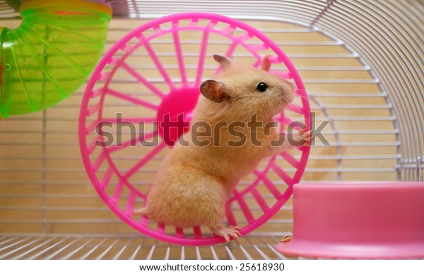 Hamster auf einem Rad Stockfoto 25618930 | Shutterstock