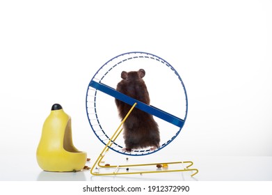 389 Back hamster Images, Stock Photos & Vectors | Shutterstock