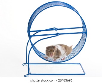 1,771 Hamster Wheel Isolated Images, Stock Photos & Vectors | Shutterstock