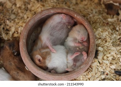 8,919 Hamster baby Images, Stock Photos & Vectors | Shutterstock