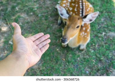 Free Stock Photo of Person Holding up Deer Picture | Download Free ...