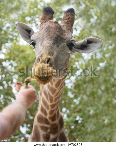 Hand Giving Leaf Giraffe Stock Photo 19702525 | Shutterstock