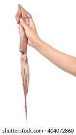 Hand Holding Fresh Squid Isolated On Stock Photo 404072860 | Shutterstock