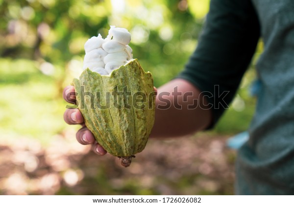 Hand Holding Split Cacao Pod Camera Stock Photo 1726026082 | Shutterstock