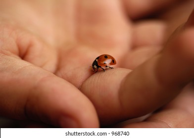 Hand Ladybug Stock Photo 968740 | Shutterstock